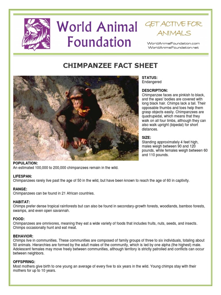 Chimpanzee | PDF | Chimpanzee | Zoo