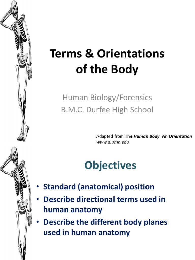 Anatomical Directional Terms Explained | PDF | Anatomical Terms Of ...
