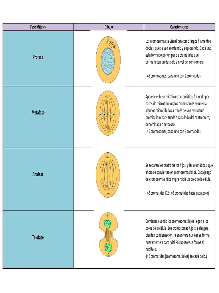 Etapas De La Mitosis