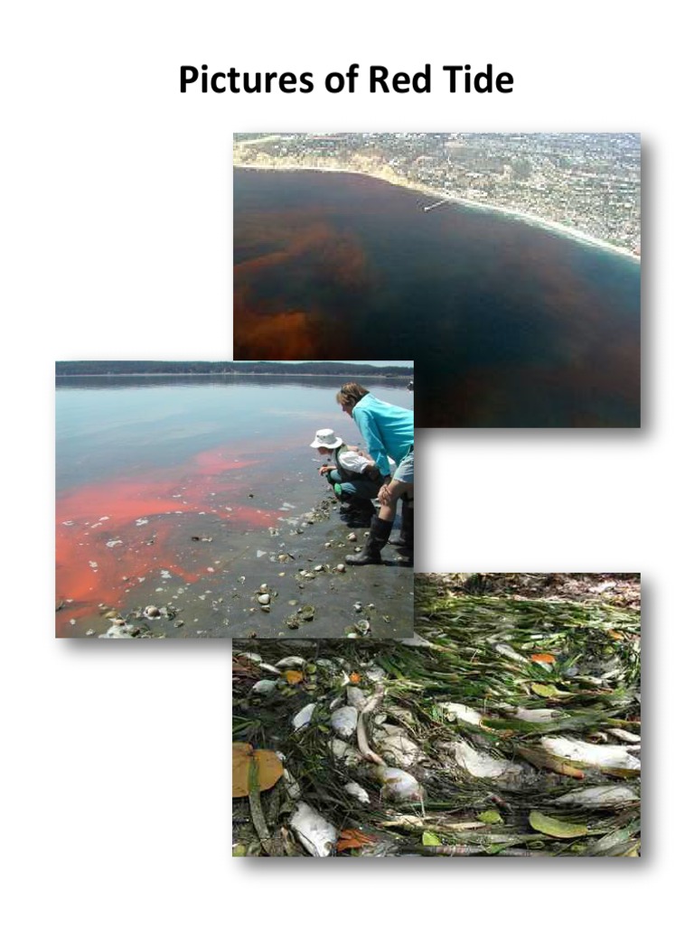 Pictures of Red Tide | PDF | Physical Geography | Earth Sciences