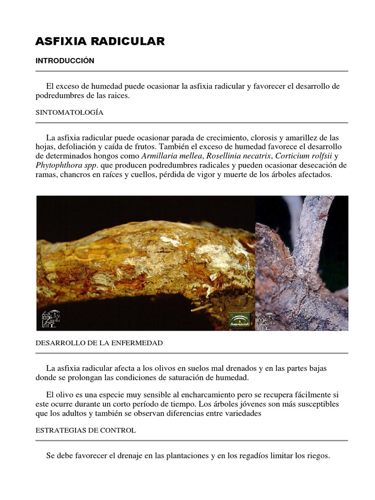 Asfixia Radicular | PDF
