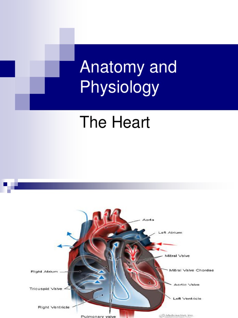 Heart Anatomy and Physiology Overview | PDF | Ventricle (Heart) | Heart