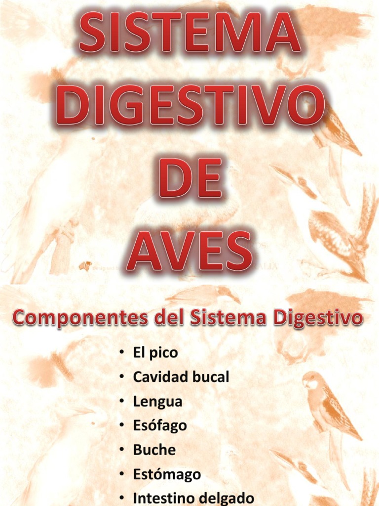 Sistema Digestivo de Aves | PDF | Sistema digestivo humano | Digestión