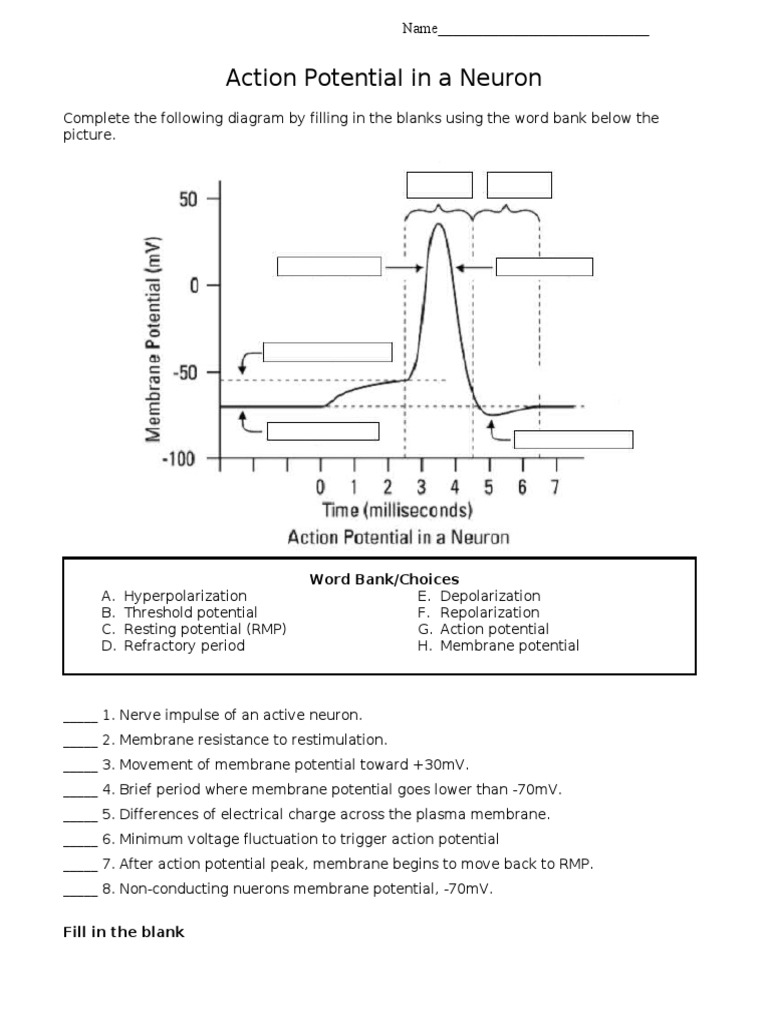Action Potential Of A Neuron