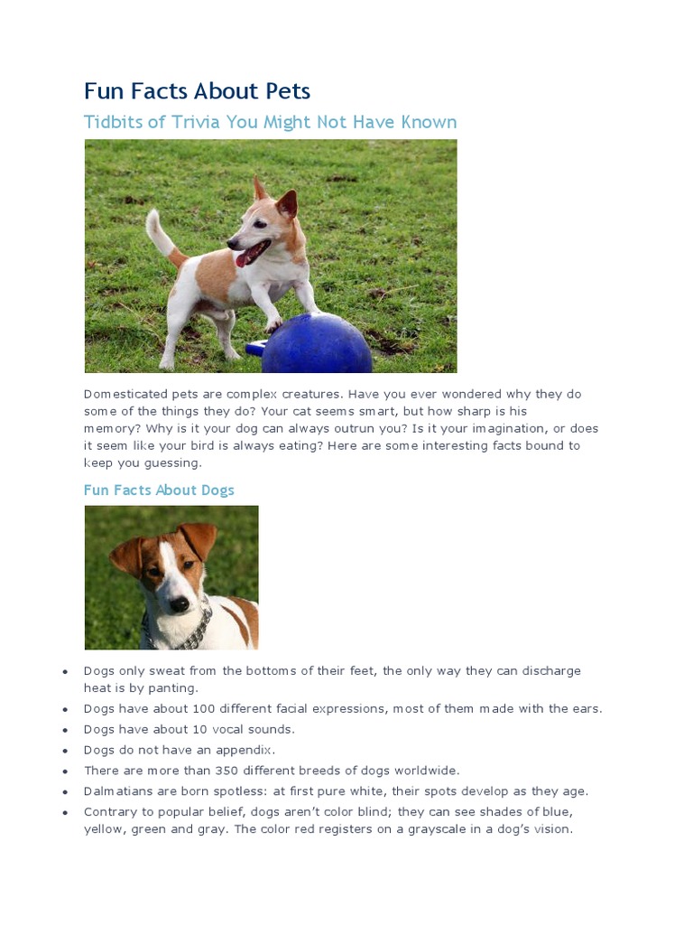 Fun Facts About Pets | PDF | Cats | Dogs