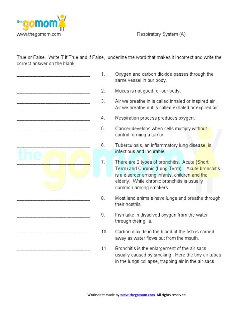 Grade 5 Respiratory System Worksheet | PDF | Respiratory System | Lung