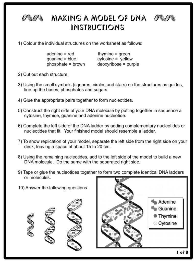 Nucleotide Model