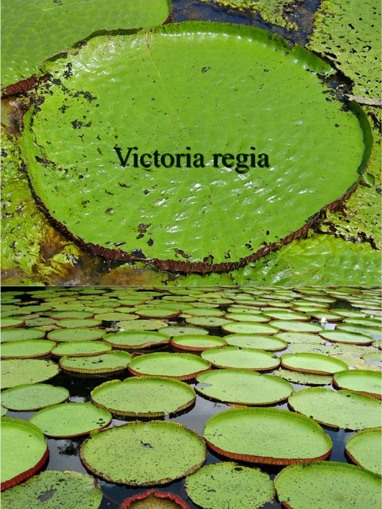 Victoria Regia - 1 | PDF | Botánica | Horticultura y jardinería