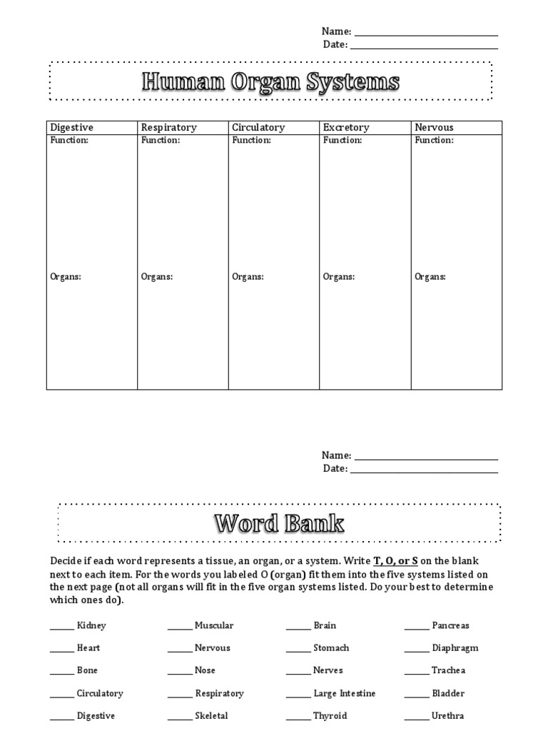 Organ Systems and Functions Worksheet | PDF | Language Arts ...
