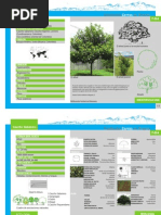 Curare Enano | PDF | Flores | Hoja