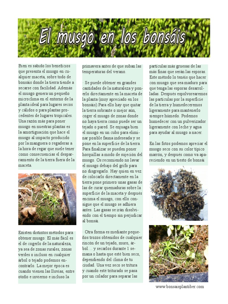 Cultivo y cuidados del musgo para bonsáis | PDF | Bonsai | Musgo