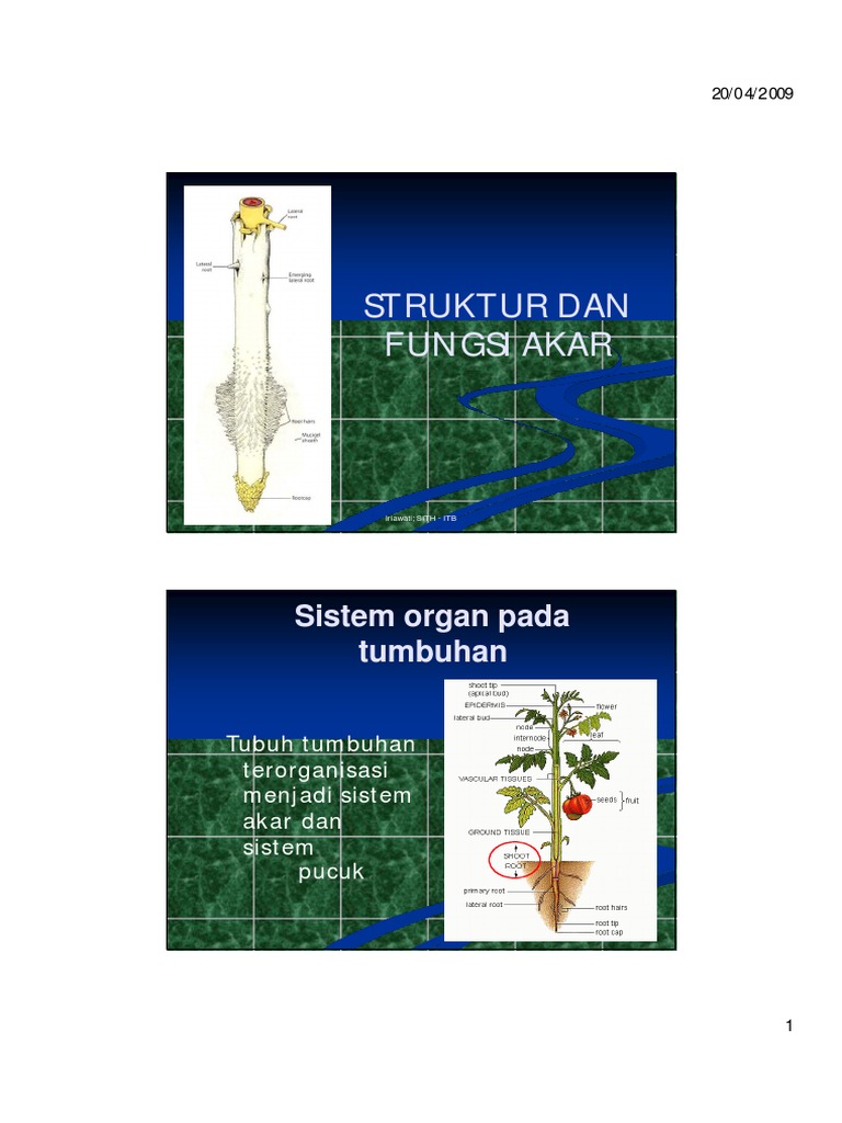 Struktur, Fungsi Dan Perkembangan Akar | PDF