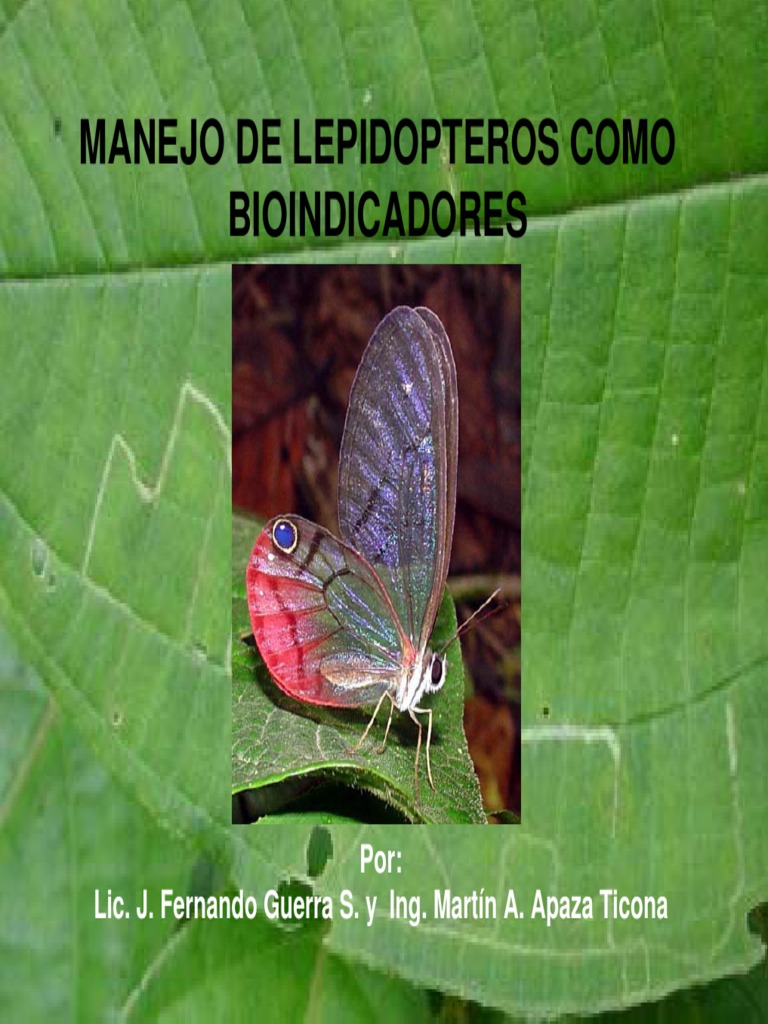 Especies Lepidopteros | PDF | Escarabajo | Biodiversidad