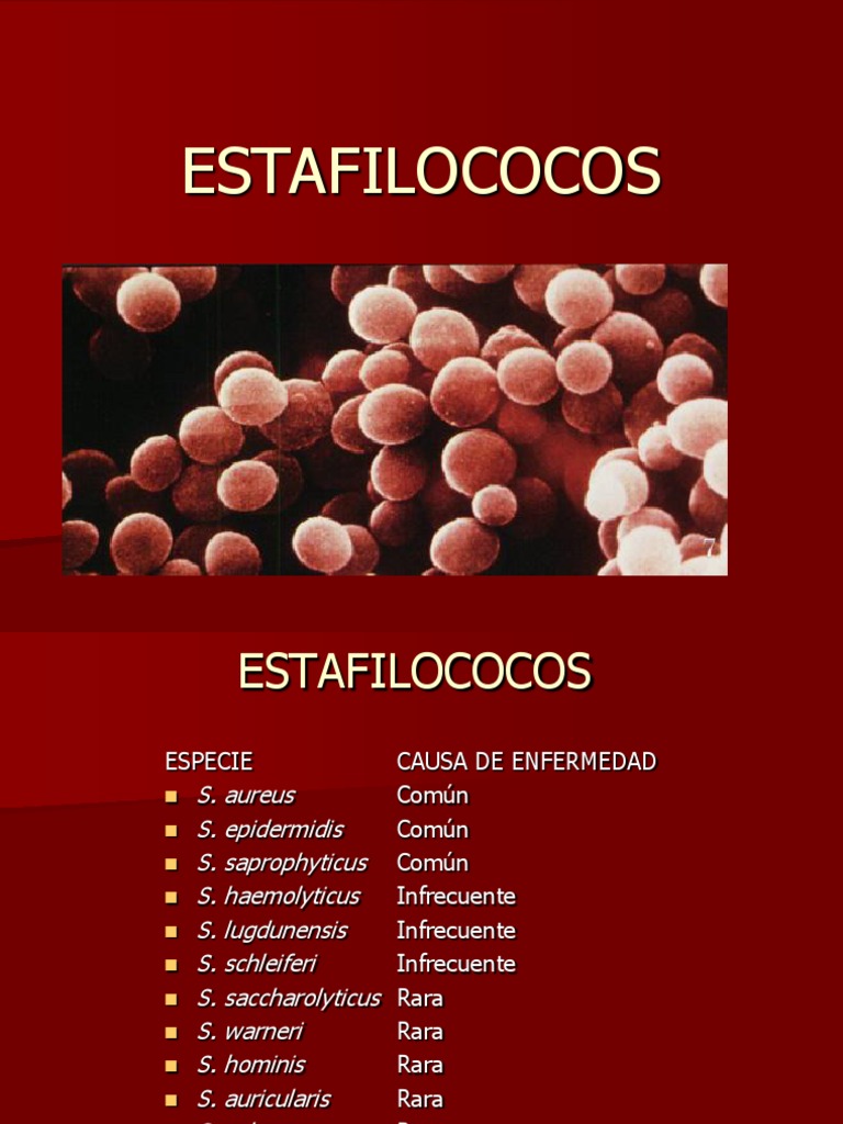 estafilococos-JJJJ | Staphylococcus Aureus | Estafilococo