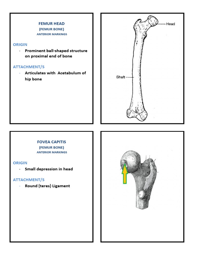 Flash Cards - Bone Markings | PDF | Ankle | Skeletal System
