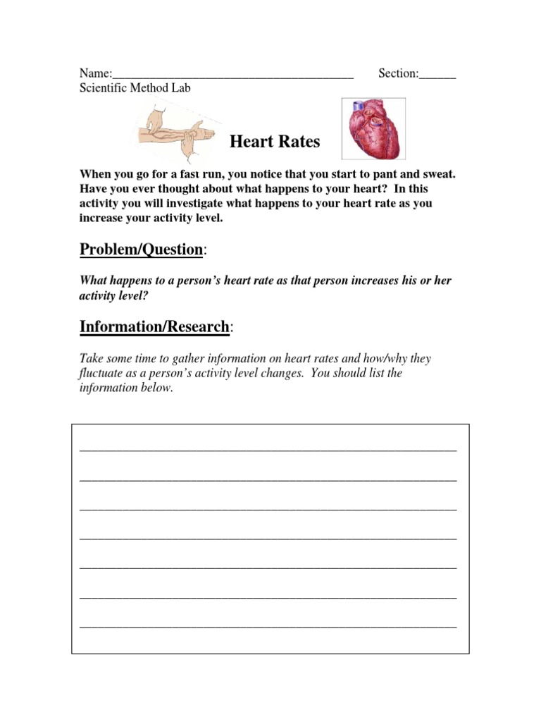 Heart Rates Lab | PDF | Heart Rate | Experiment