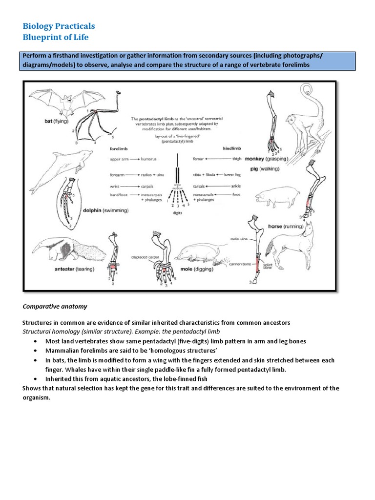 Blueprint of Life Pracs