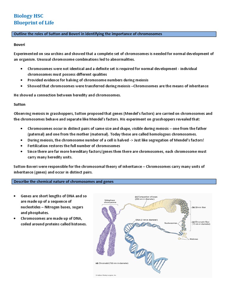 Blueprint Part 2 | PDF | Mutation | Gene