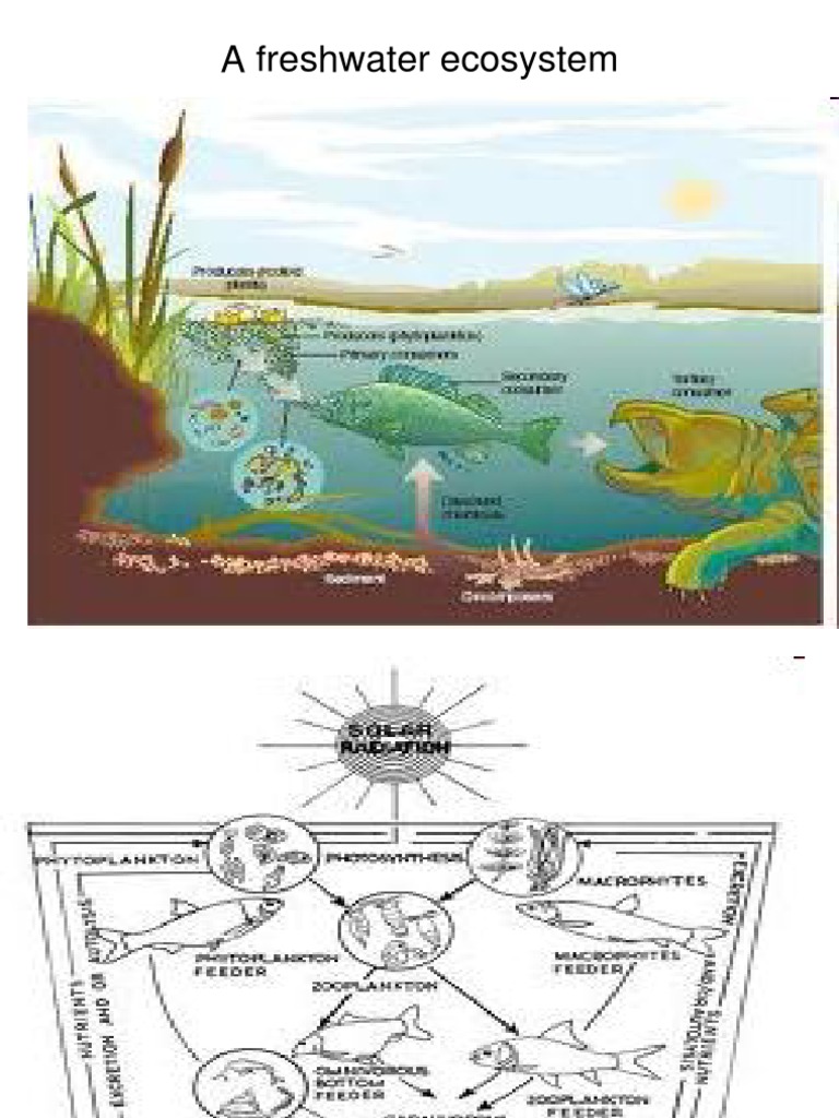 Freshwater Pond Ecosystem Overview | PDF | Phytoplankton | Ecosystem