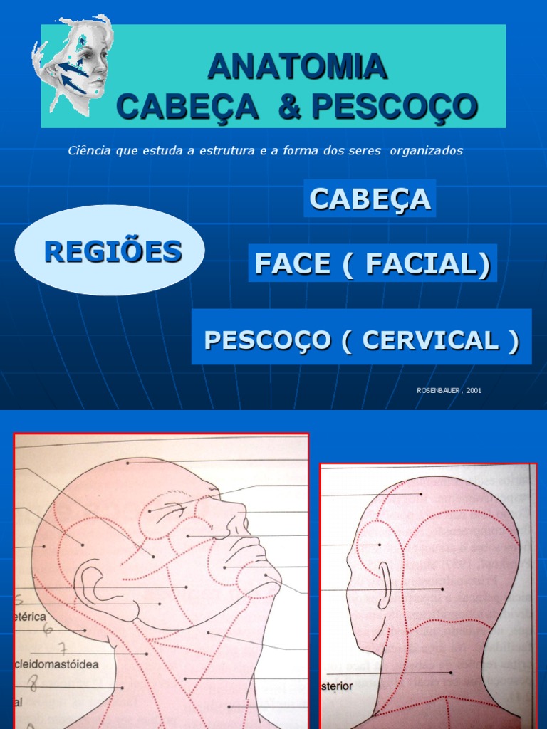 regioes da cabeça e do pescoço