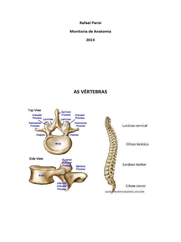 Coluna Vertebral