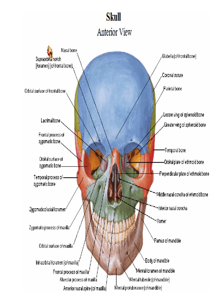 Netter's Anatomy Atlas | PDF