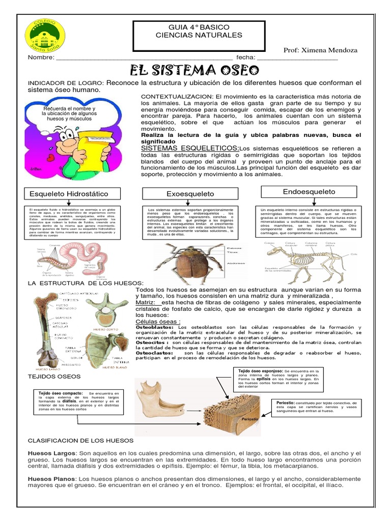 Guia Sistema Oseo Y Muscular Pdf Esqueleto Hueso