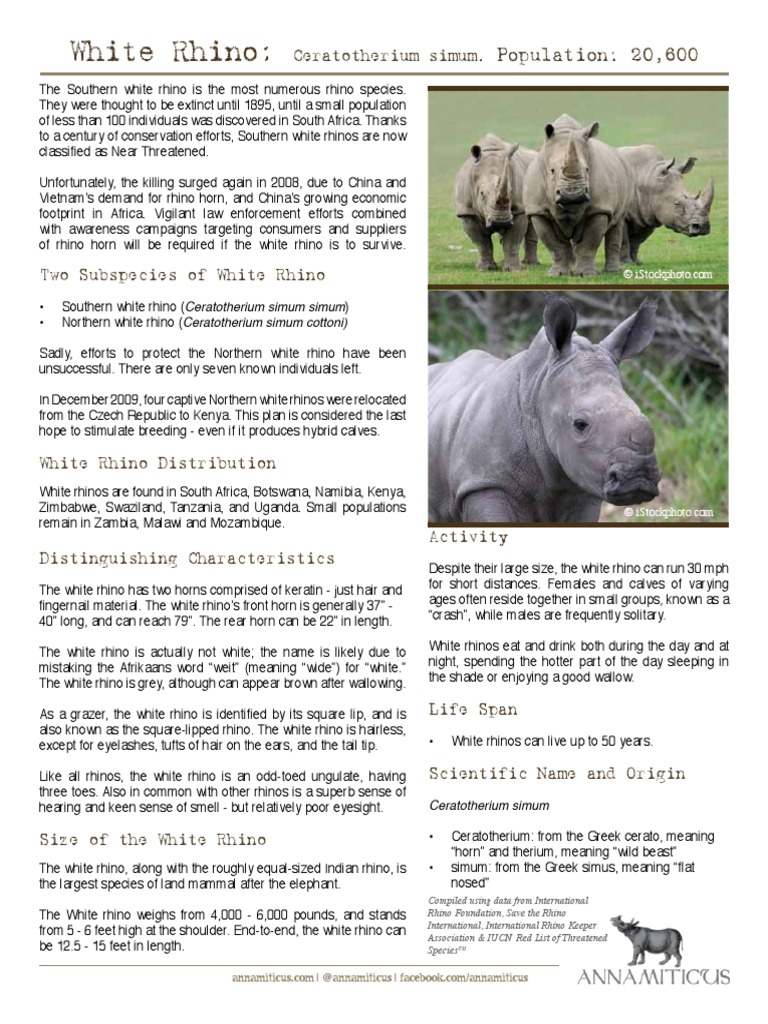 White Rhino Species | PDF | Rhinoceros | Fauna Of Africa