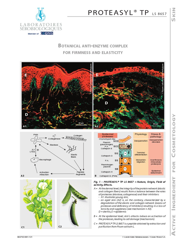 PROTEASYL | Download Free PDF | Protease | Skin