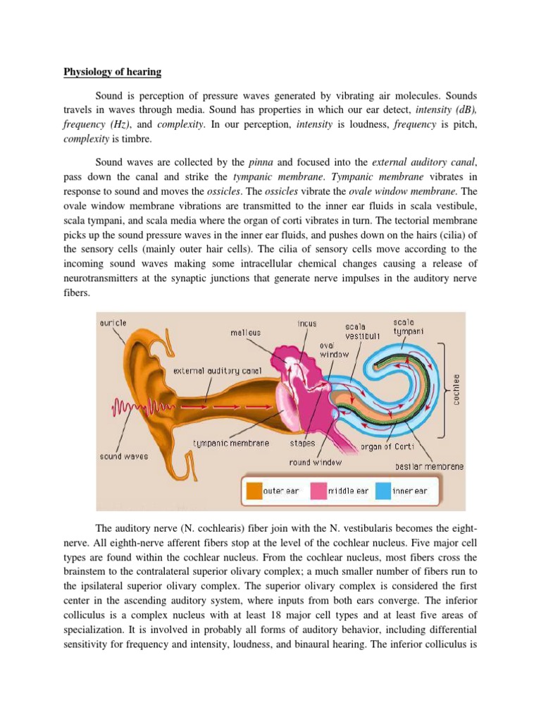 Physiology of Hearing | PDF