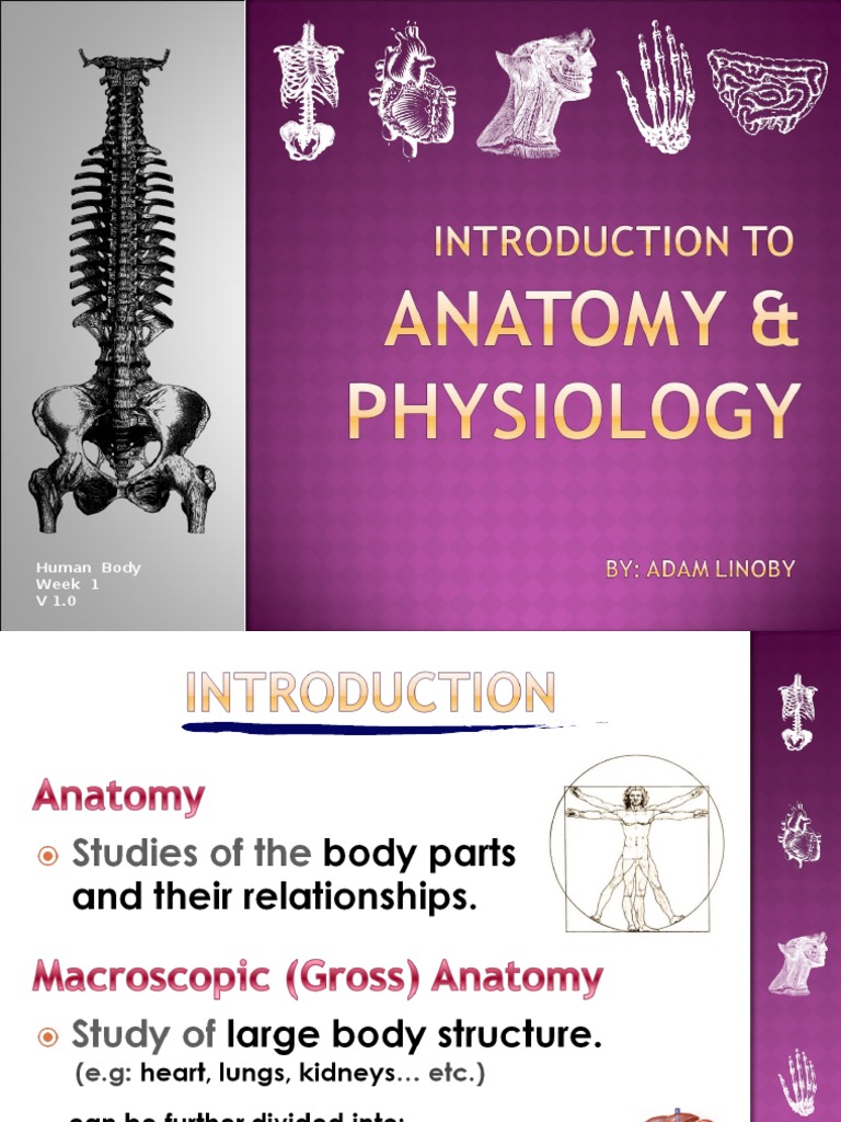 Introduction to Human Anatomy - Human Body - W1 V2003