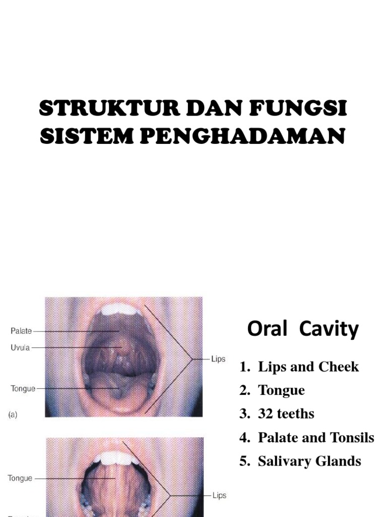 Struktur Dan Fungsi Sistem Penghadaman | PDF | Stomach | Large Intestine