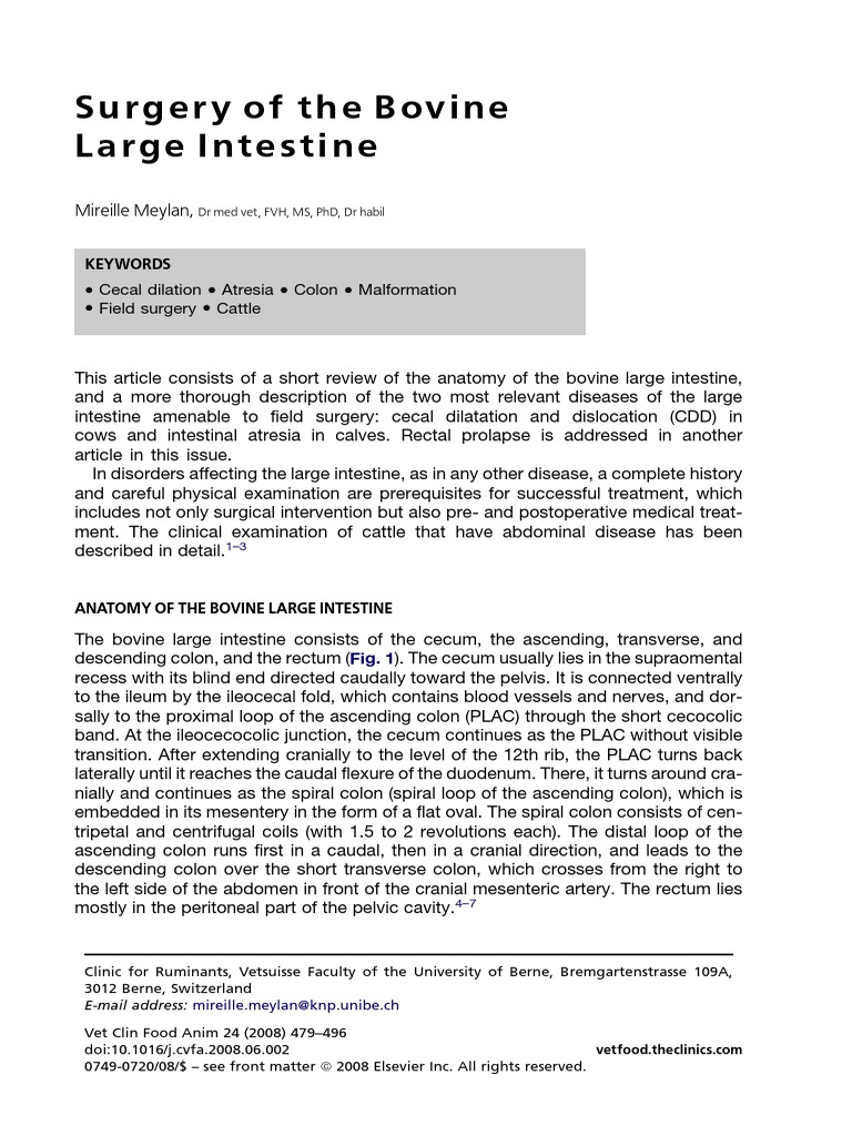 bovine-large-intestine-surgery-overview-pdf-large-intestine