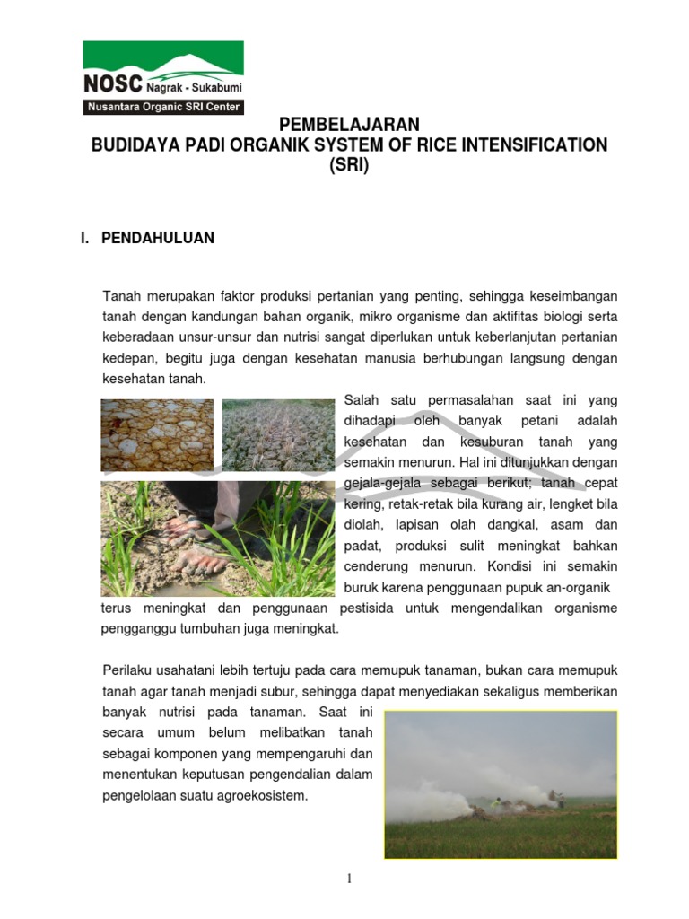 Budidaya Padi Organik Metode SRI | PDF