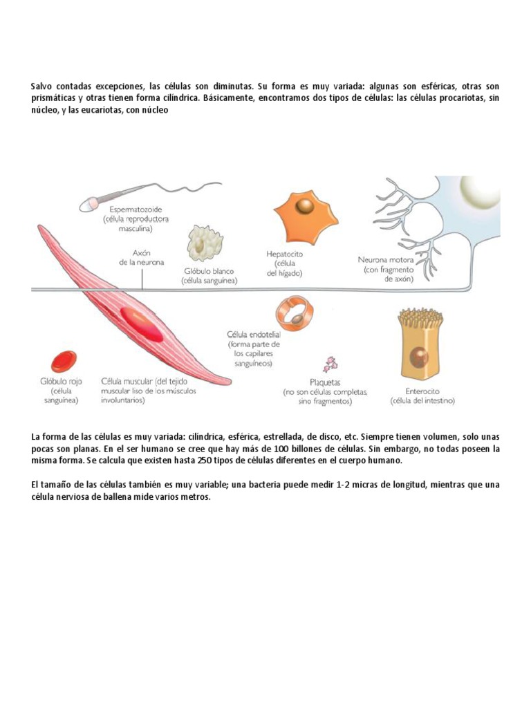 Formas de Celulas | PDF