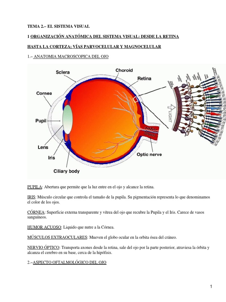 Sistema Visual | Percepción visual | Ojo humano