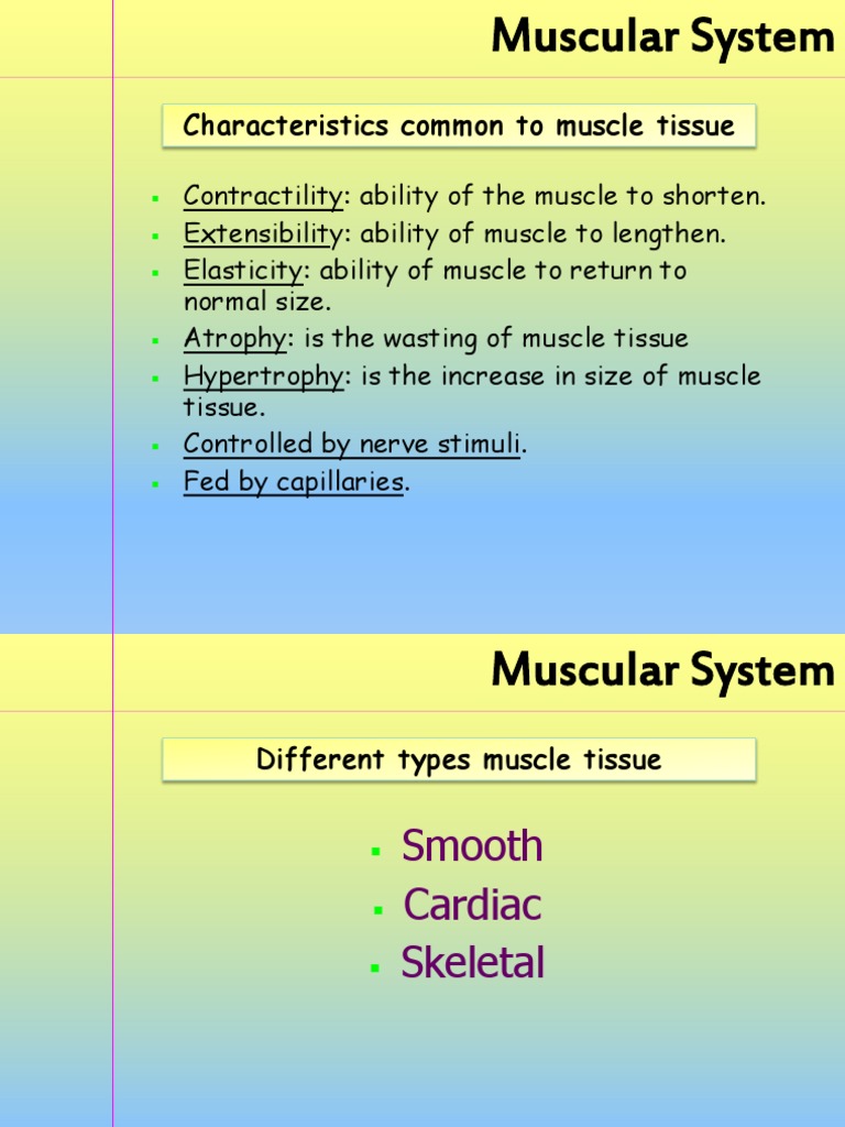 The Muscular System | PDF | Muscle | Skeletal Muscle