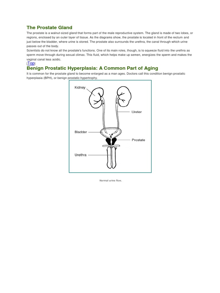 The Prostate Gland | PDF | Lifestyle