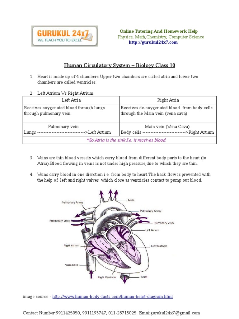 Human Circulatory System - CBSE Class 10 | PDF | Circulatory System | Vein