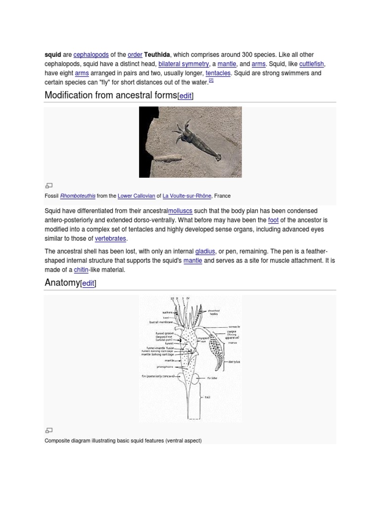 Squid | PDF | Organisms | Zoology