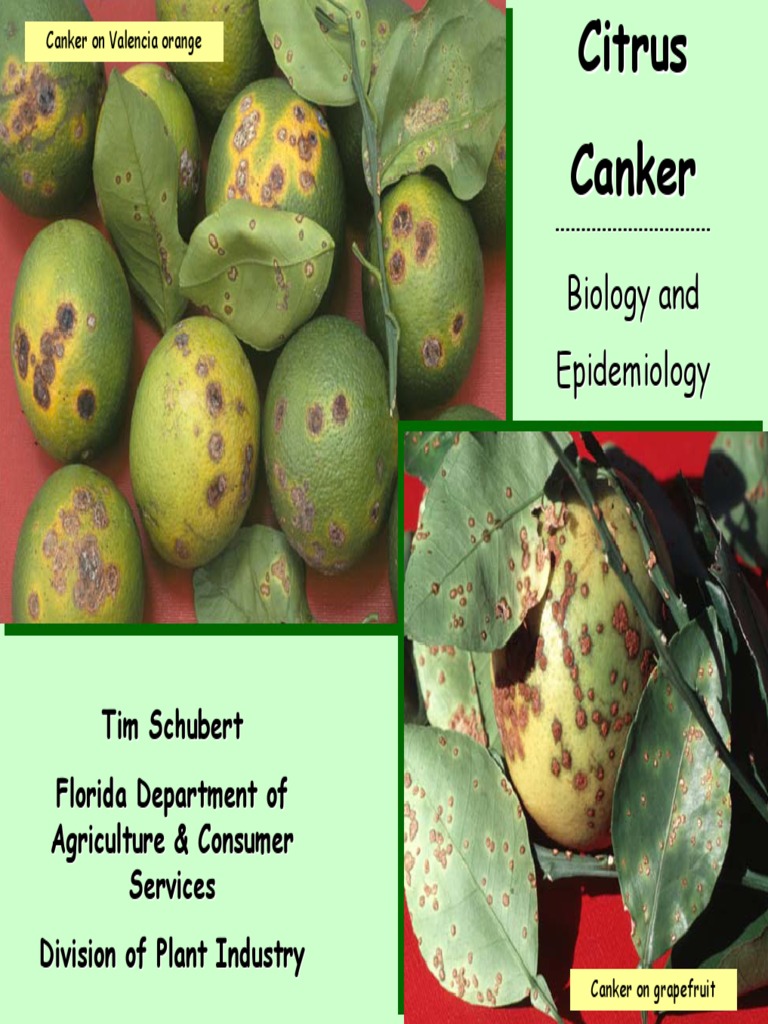 Citrus Canker 04-16-08 | PDF | Microbiology | Botany