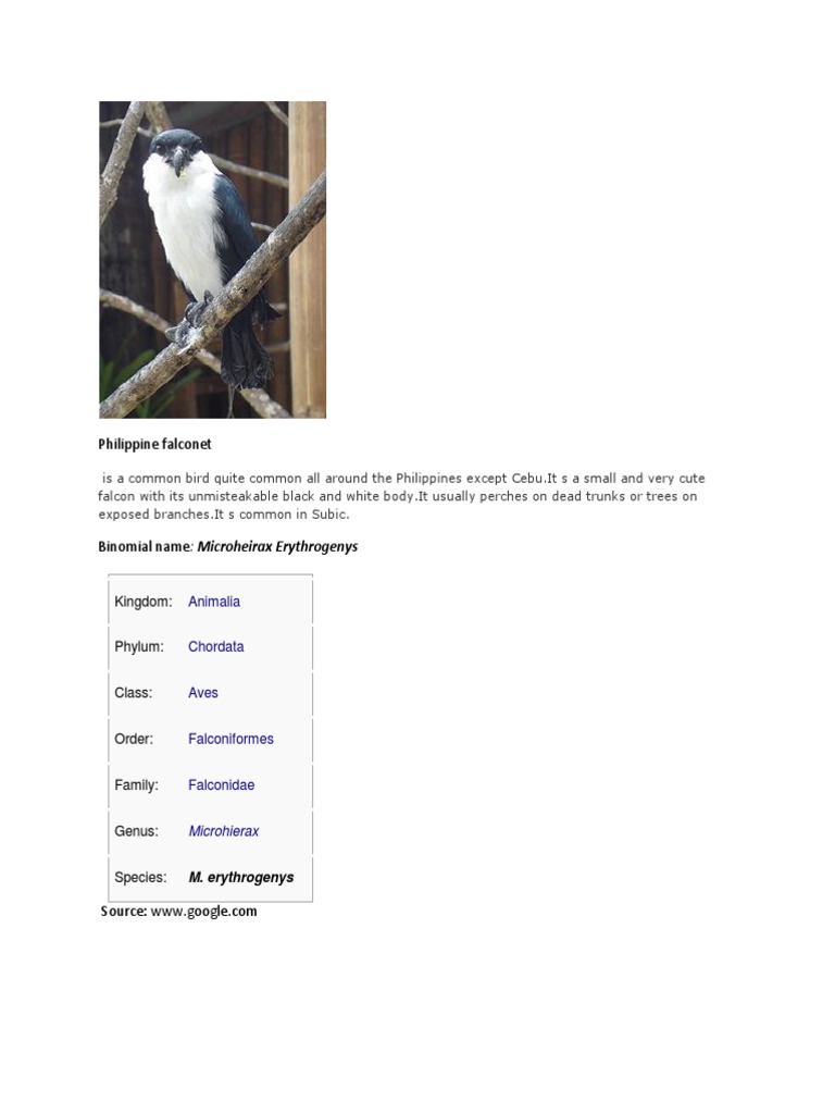 Philippine Falconet | Birds | Tetrapods