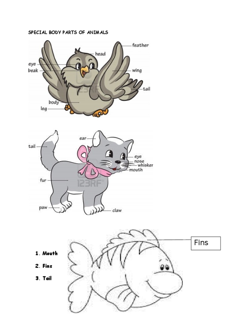 Special Body Parts of Animals | PDF | Language Arts & Discipline