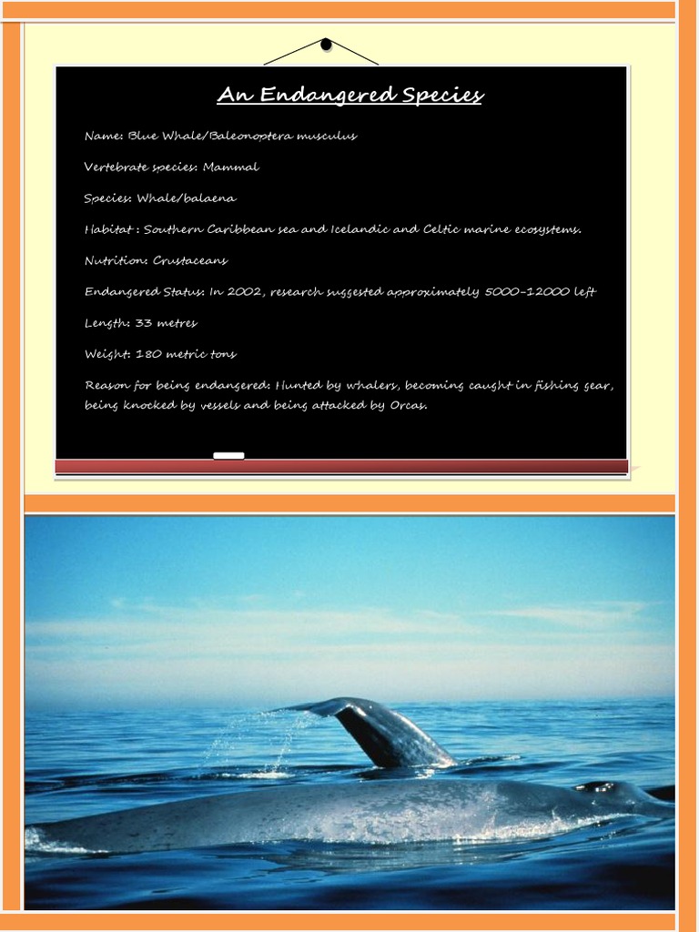 Blue Whale: Endangered Status and Causes | PDF | Endangered Species ...