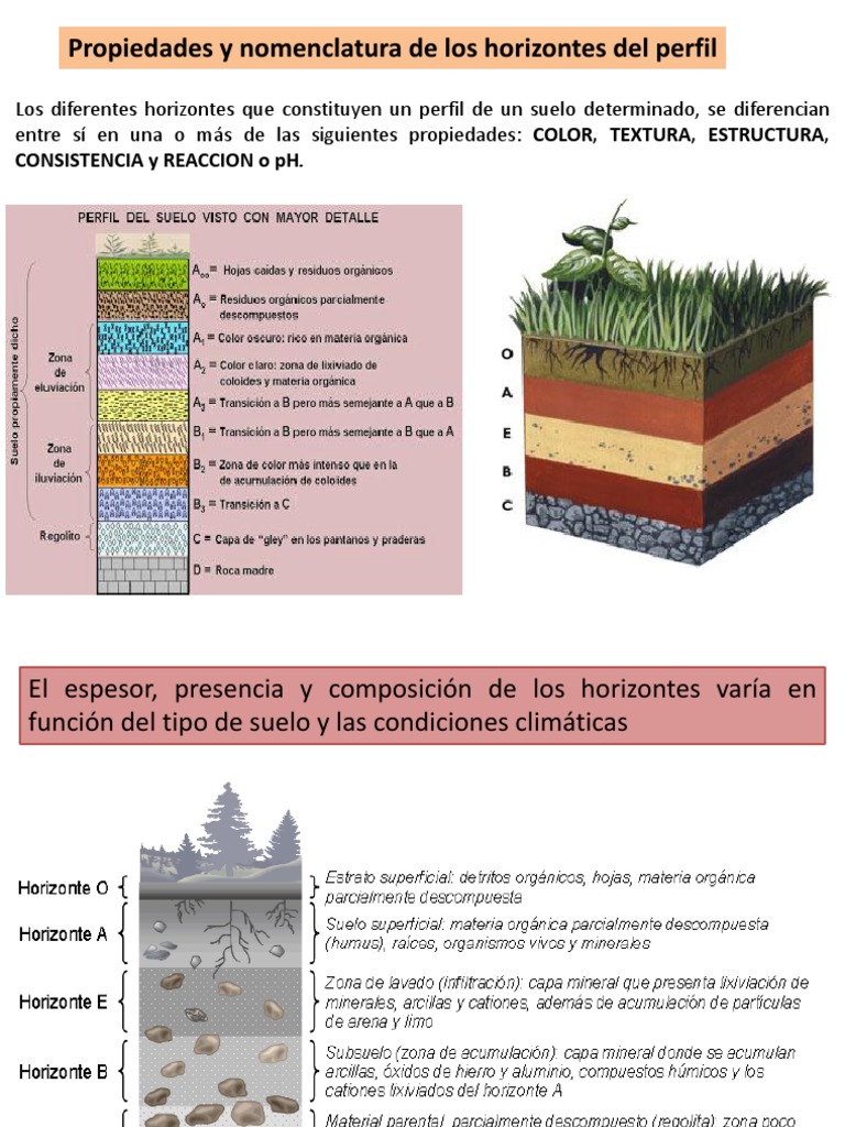 Suelos Horizontes y Transiciones | Taxonomía (biología) | Suelo ...