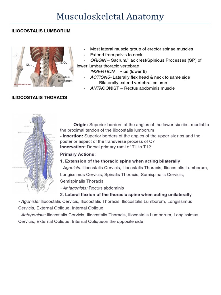 Semispinalis Thoracis Origin And Insertion