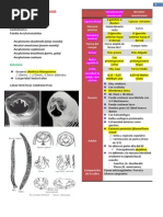 Retortamonas intestinalis: Protozoo Intestinal | PDF | Biología | Medicina