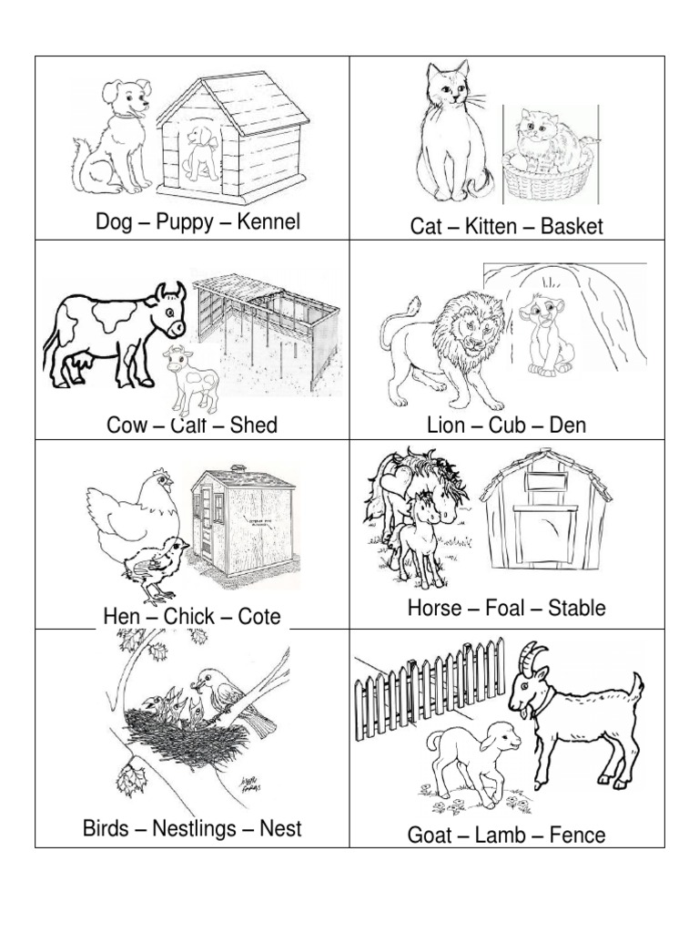 Animal and Their Homes | PDF