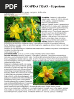 Pirevina - Biljka - Lekovito Bilje - Trave | PDF