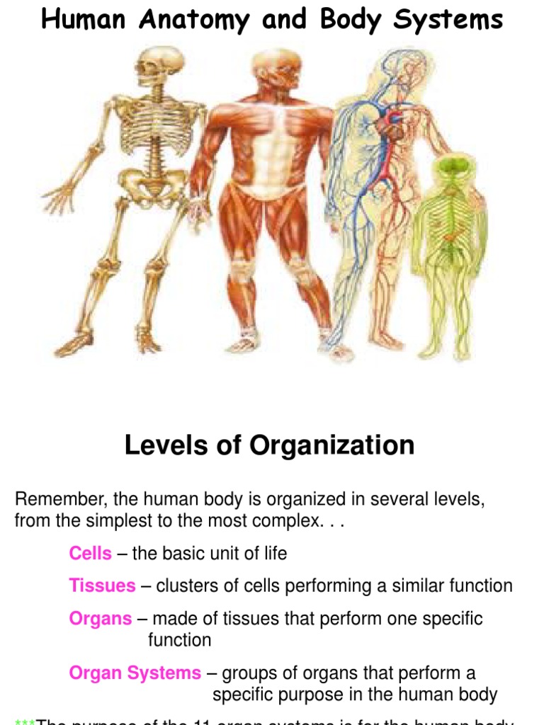 Human Body Systems | PDF | Human Body | Lung